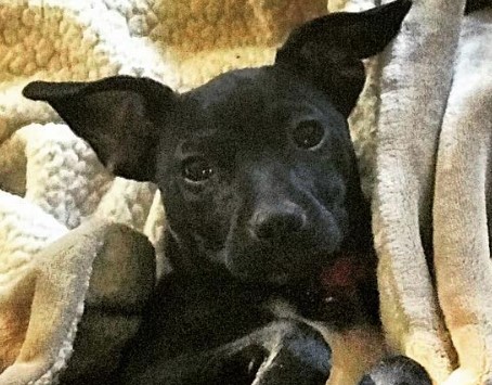 46 Of The Cutest And Funniest Boston Terrier Mixes | PetPress