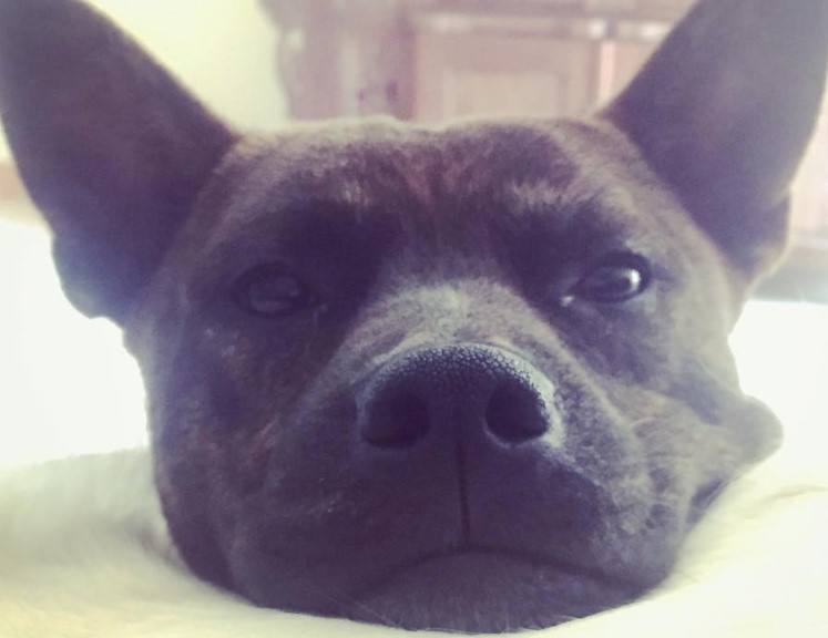 46 Of The Cutest And Funniest Boston Terrier Mixes | PetPress