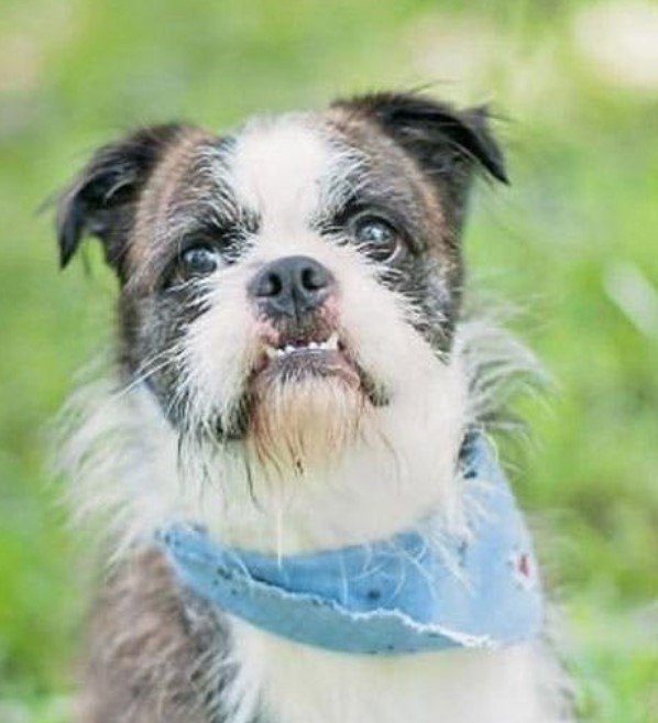 46 Of The Cutest And Funniest Boston Terrier Mixes | PetPress