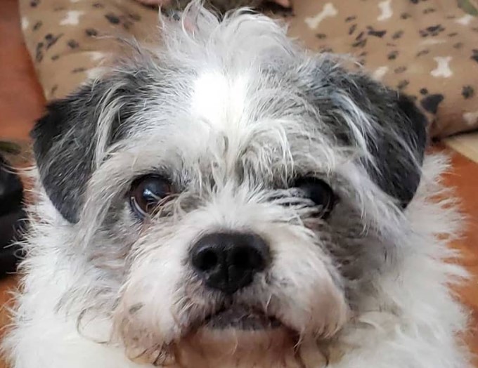 46 Of The Cutest And Funniest Boston Terrier Mixes | PetPress