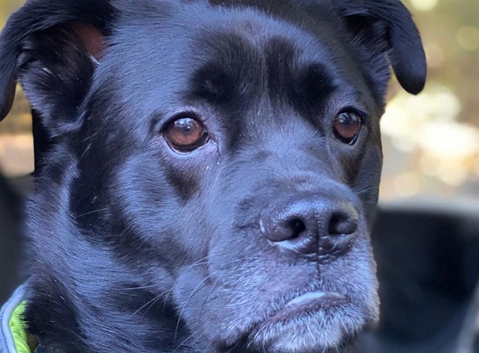 46 Of The Cutest And Funniest Boston Terrier Mixes | PetPress