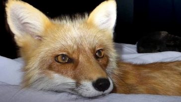 30+ Good & Cute Female Fox (Or Vixen) Names - PetPress