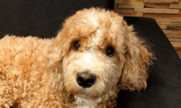 14 Funny Labradoodle Memes That Will Make Your Day Brighter! - Page 2 ...