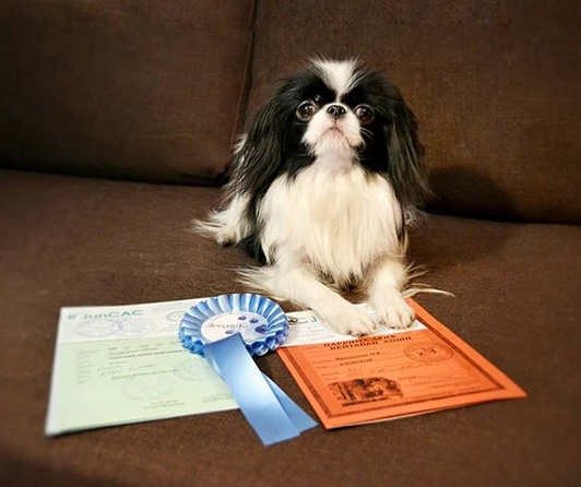 The 14 Cutest Japanese Chin Who Will Melt Your Heart! - Page 2 of 3 ...