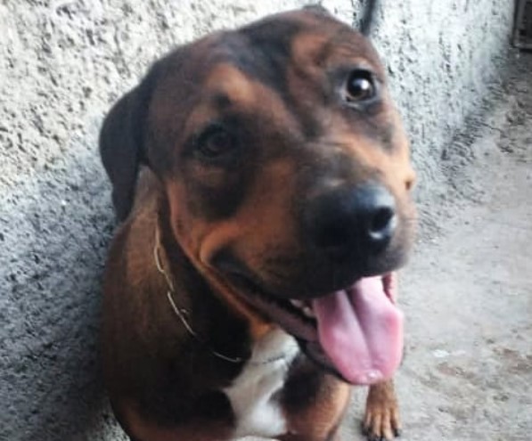 35 Cute Rottweiler Mixes That'll Melt Your Heart | PetPress