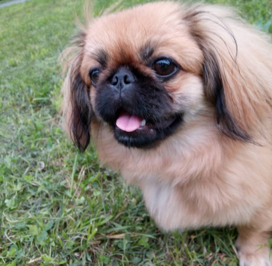 14 Interesting Facts About Pekingeses | Page 2 of 3 | PetPress