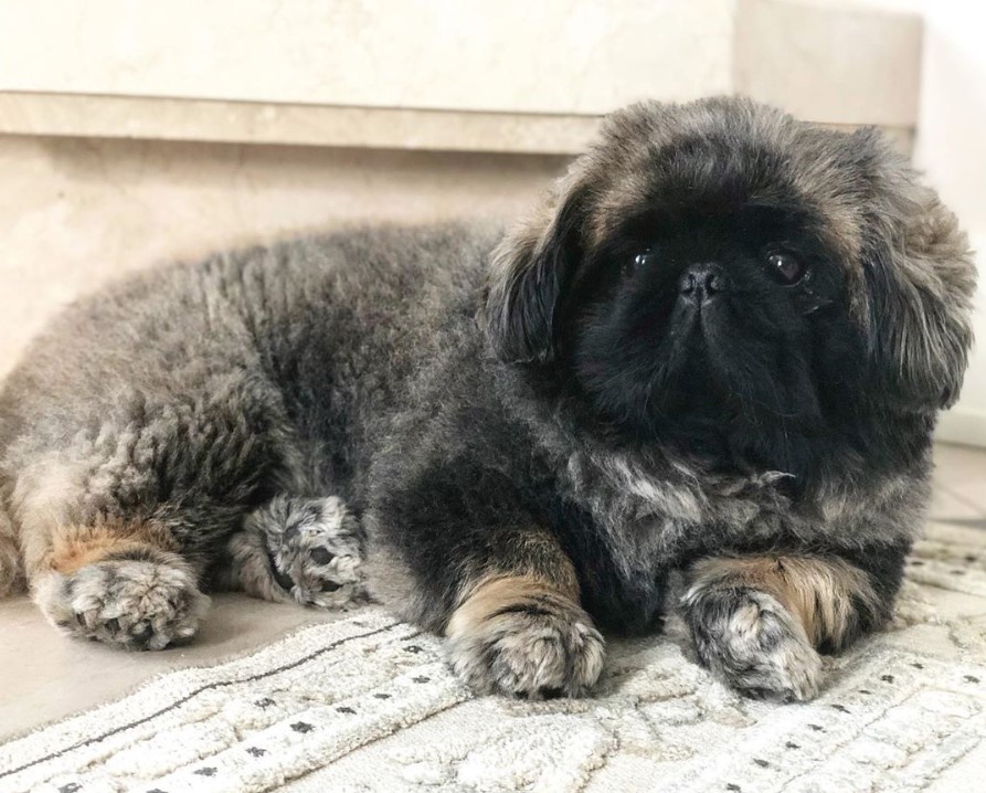 14 Interesting Facts About Pekingeses | Page 2 of 3 | PetPress