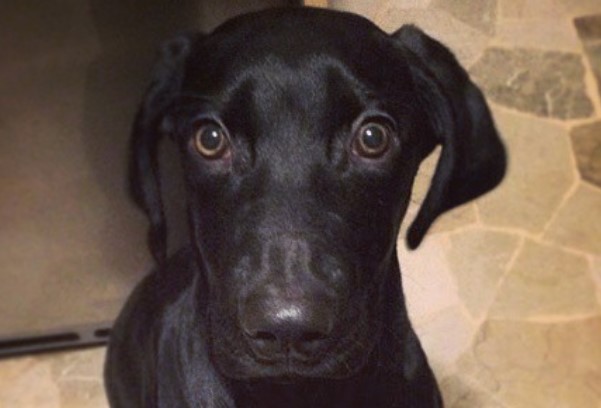 35 Cute Rottweiler Mixes That'll Melt Your Heart | PetPress