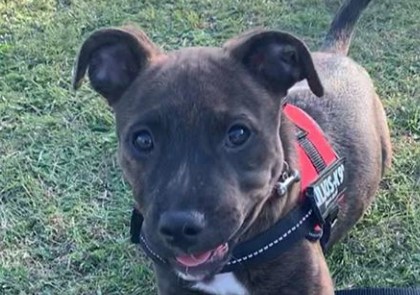 35 Cute Rottweiler Mixes That'll Melt Your Heart | PetPress