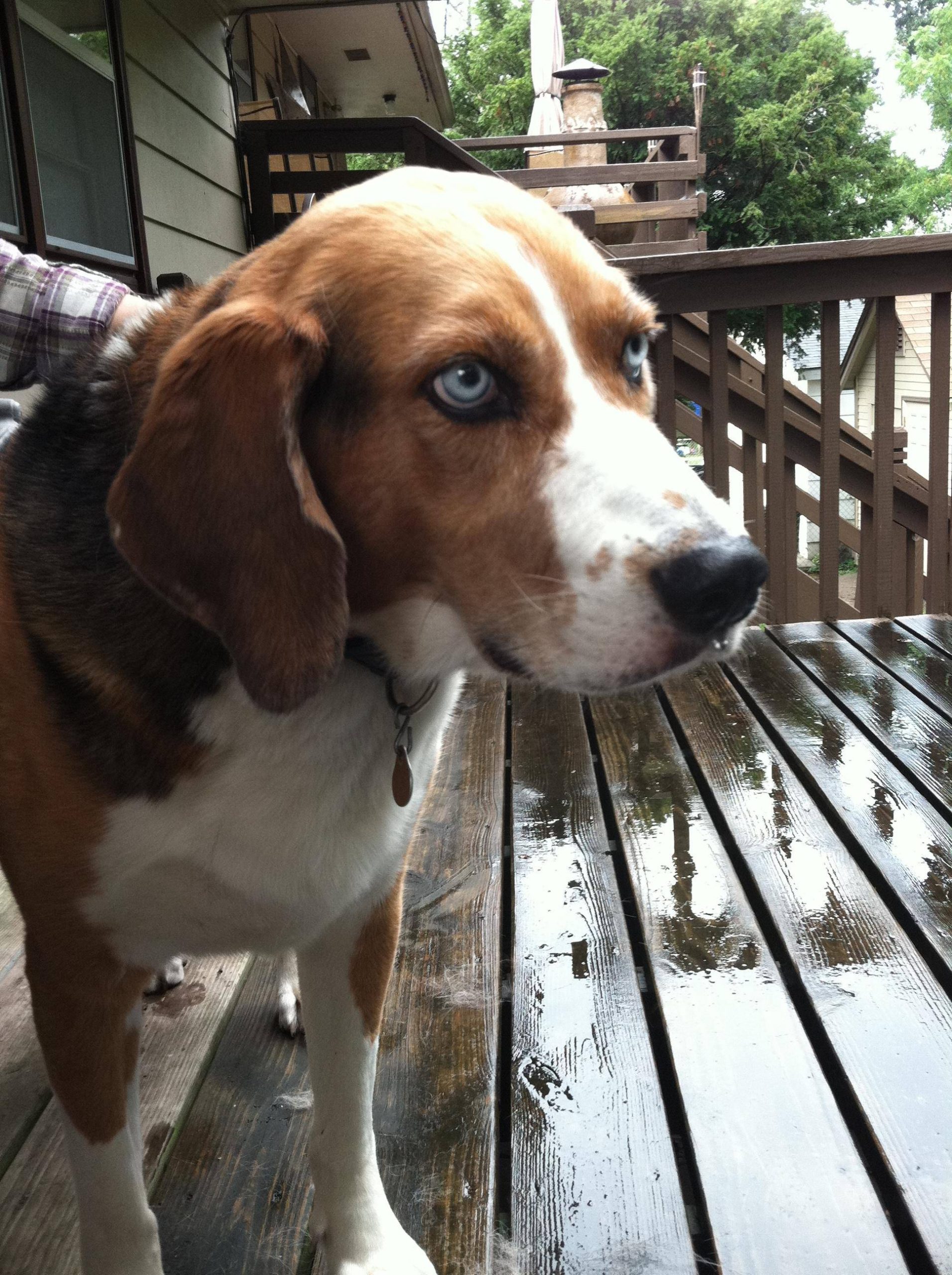 29 Times Huskies Mixed With Other Breeds | PetPress