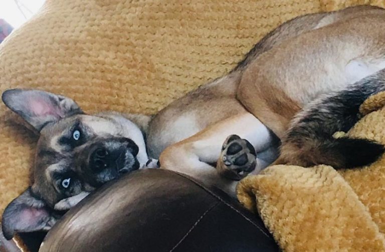 29 Times Huskies Mixed With Other Breeds - PetPress