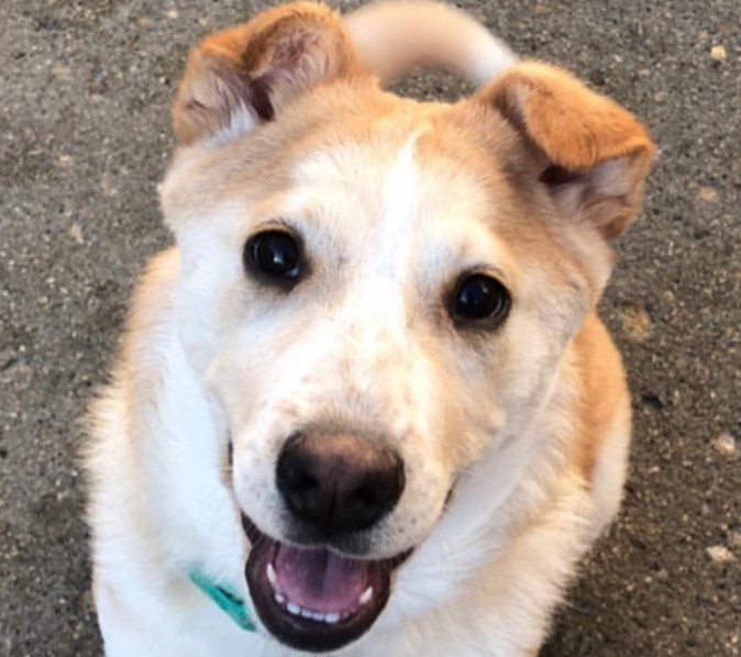 29 Times Huskies Mixed With Other Breeds | PetPress