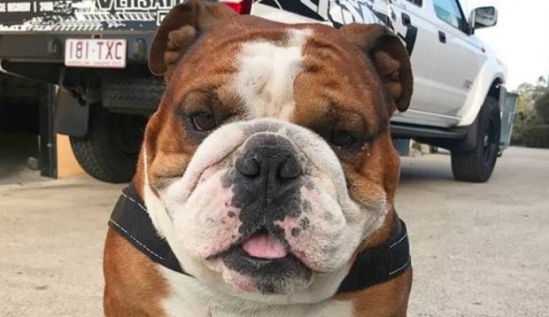 14 Reasons English Bulldogs Are Awesome | Page 2 of 3 | PetPress