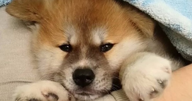 14 Rules for Choosing an Akita Inu Puppy - PetPress