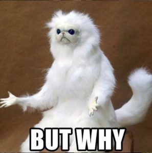 The 14 Funniest Persian Cat Memes of 2019 | PetPress