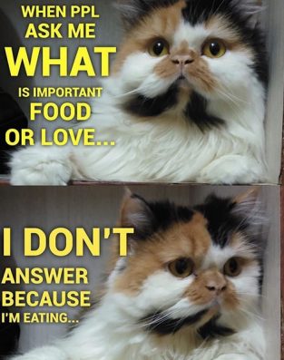 The 14 Funniest Persian Cat Memes of 2019 | PetPress