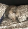 14 Persian Cats Who Know That You Adore Them! | PetPress