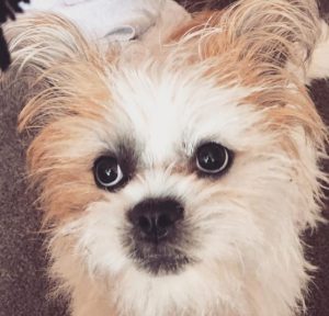 Shih Tzu Mixes: 40 Different Shih Tzu Hybrids You’ll Love | PetPress