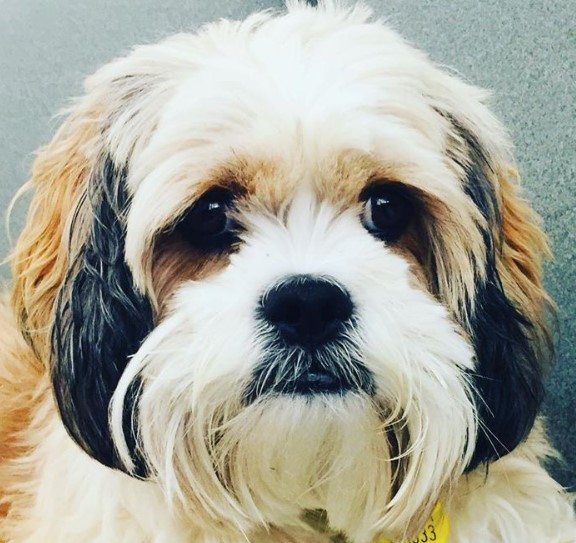 Shih Tzu Mixes: 40 Different Shih Tzu Hybrids You’ll Love | PetPress