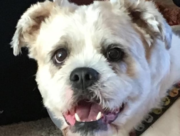 Shih Tzu Mixes: 40 Different Shih Tzu Hybrids You’ll Love | PetPress