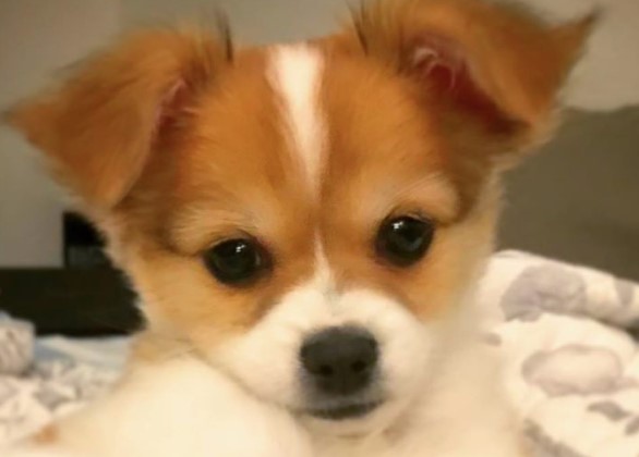 Shih Tzu Mixes: 40 Different Shih Tzu Hybrids You’ll Love | PetPress