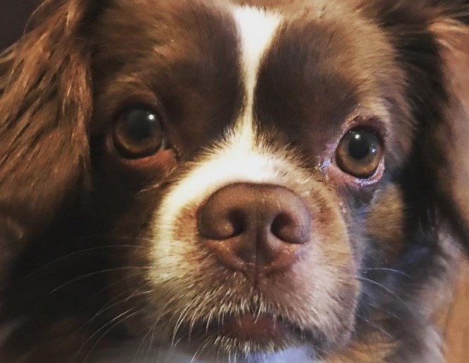 Shih Tzu Mixes: 40 Different Shih Tzu Hybrids You’ll Love | PetPress