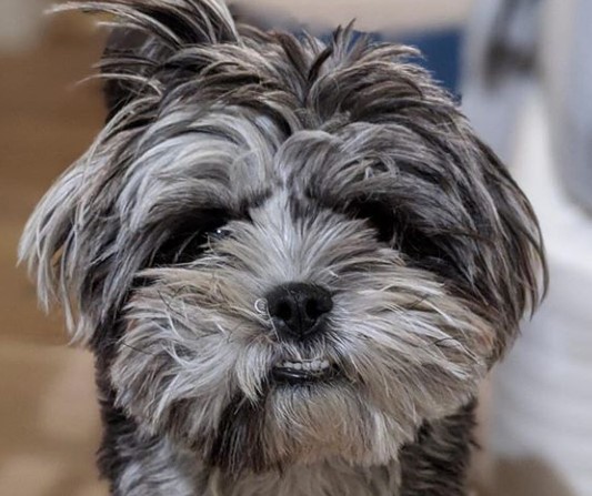 Shih Tzu Mixes: 40 Different Shih Tzu Hybrids You’ll Love | PetPress