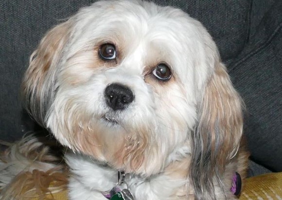 Shih Tzu Mixes: 40 Different Shih Tzu Hybrids You’ll Love | PetPress