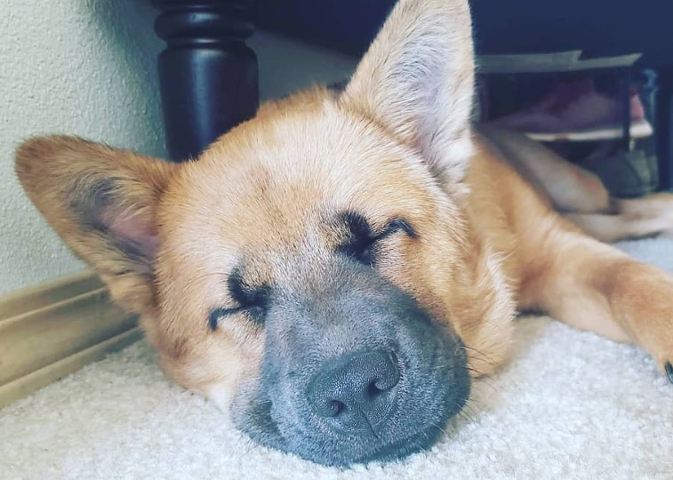 9 Cute Akita Inu Mixes That'll Melt Your Heart | PetPress