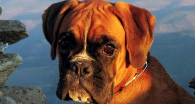 14 Things Only Boxer Owners Understand - PetPress