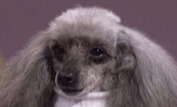 14 Hilarious Poodle Memes That Will Make You Smile - PetPress