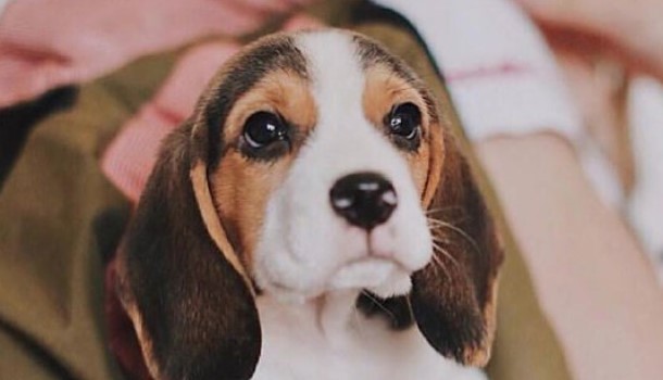 14 Amazing Beagles to Make You Smile | PetPress