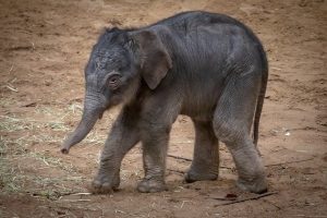 Elephant Names: 300 Best Names For Boy and Girl Elephants