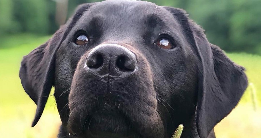 14 Lovely Labrador Retriever Pics Explaining Why We Love Them So Much ...