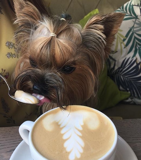 59 Coffee Inspired Dog Names for True Coffee Lovers