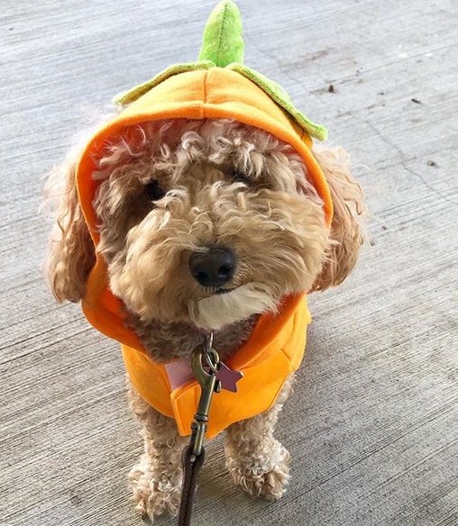 50 Stunning Dog Names Inspired by October | PetPress