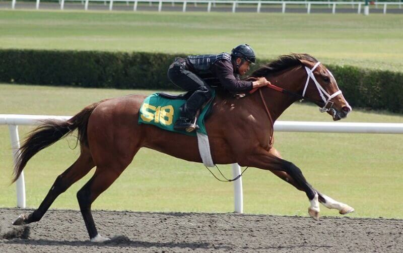 Female Horse Names – The 500 Most Popular Names for Fillies and Mares ...