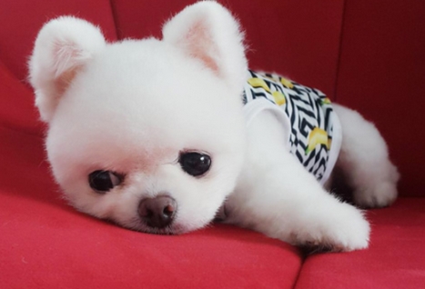 Top 100 Popular Male And Female Korean Dog Names with Meanings