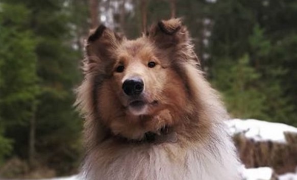 14 Wonderful Pictures Explaining Why Collies Love Winter | Page 2 of 3 ...