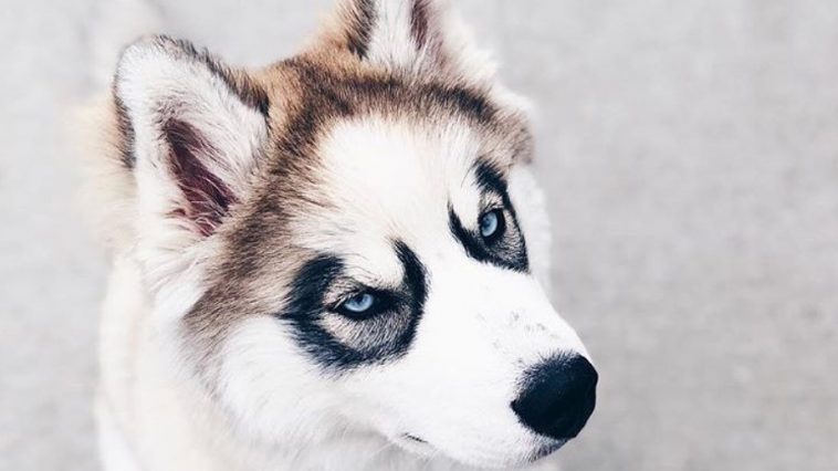 14 Hilarious Pictures Of Huskies To Brighten Your Day | PetPress