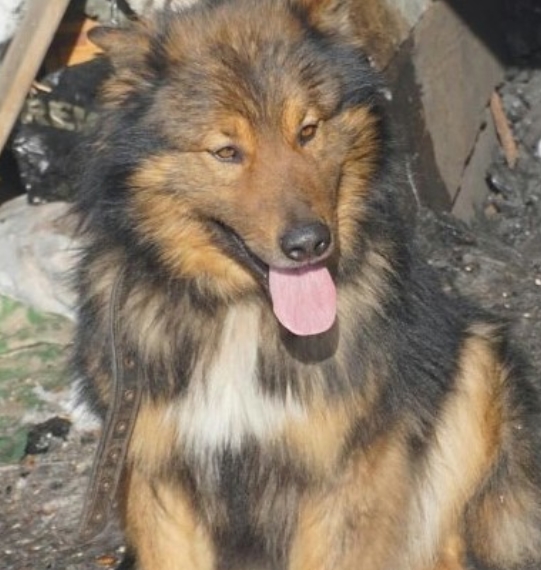 Top 70 Scary Dog Names for Guard Dogs - PetPress