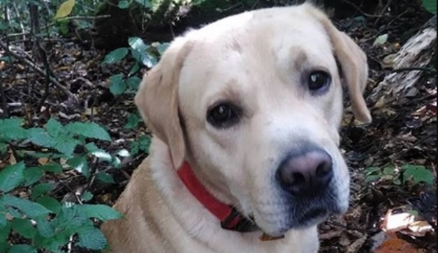 The 15 Happiest Labradors Will Make Your Day | Page 2 of 3 | PetPress