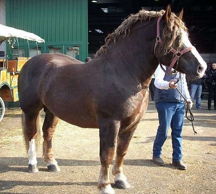 Top 45 Italian Horse Names with Meanings - PetPress