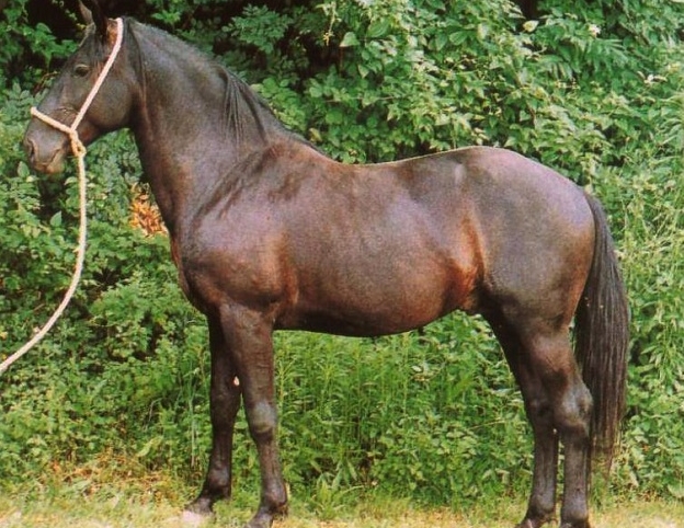 Top 45 Italian Horse Names with Meanings - PetPress