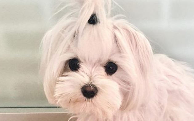 14 Spunky Facts About the Maltese - PetPress
