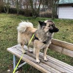 14 Amazing Facts About Keeshonds | PetPress