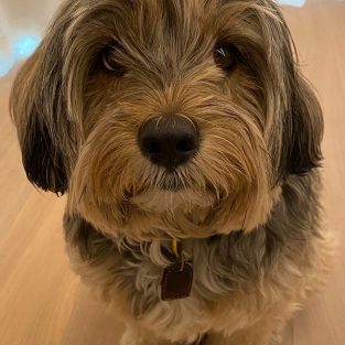 14 Incredible Facts About Tibetan Terriers | Page 2 of 3 | PetPress