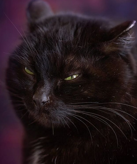 Top 70 Evil Cat Names (with meanings) | PetPress