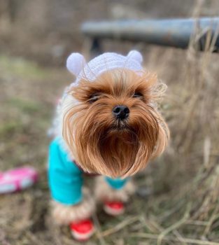 15 Pros And Cons Of The Yorkshire Terrier | Page 3 of 3 | PetPress