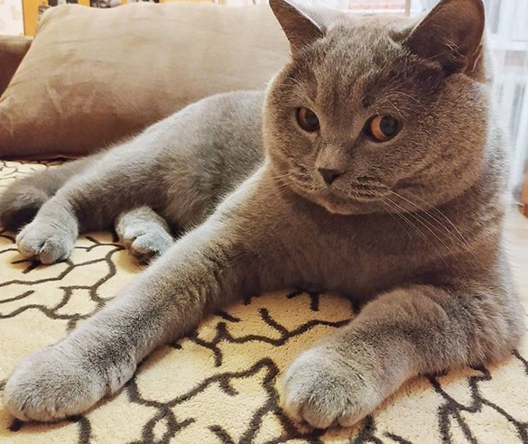 Top 131 Popular British Cat Names | PetPress